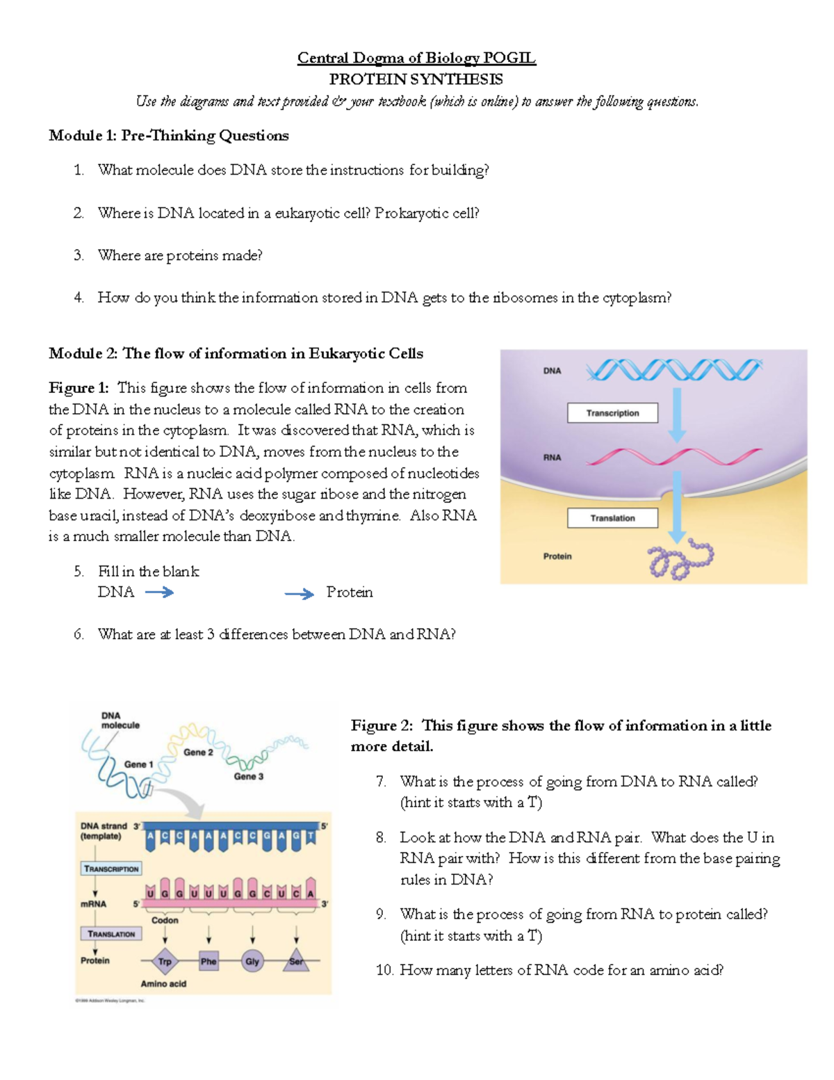 6b Protein Synthesis Assignment - Central Dogma of Biology POGIL ...