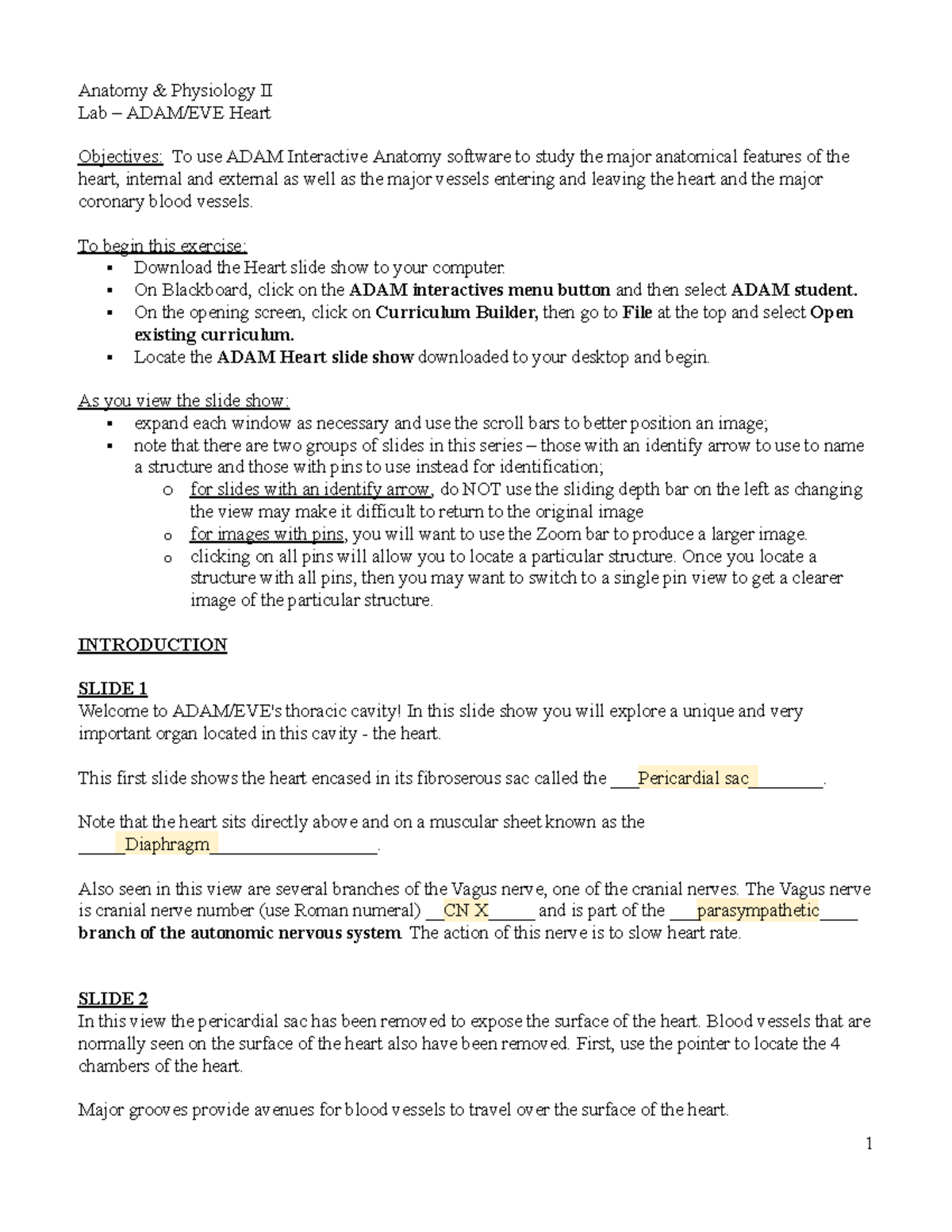 ADAM/EVE Heart Anatomy Lab Worksheet: Key Features and Structures - Studocu