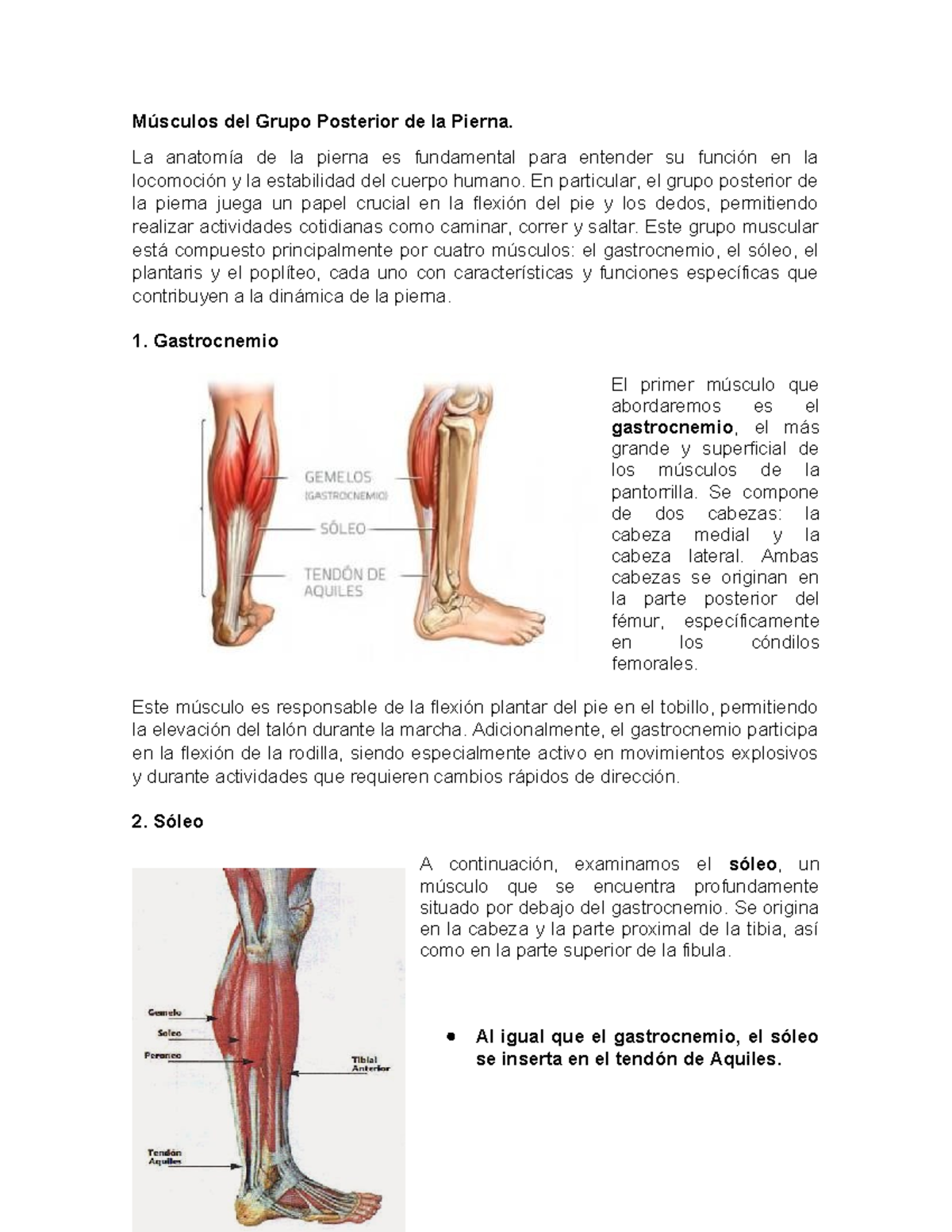 Músculos Posteriores de la Pierna: Anatomía y Función - Studocu