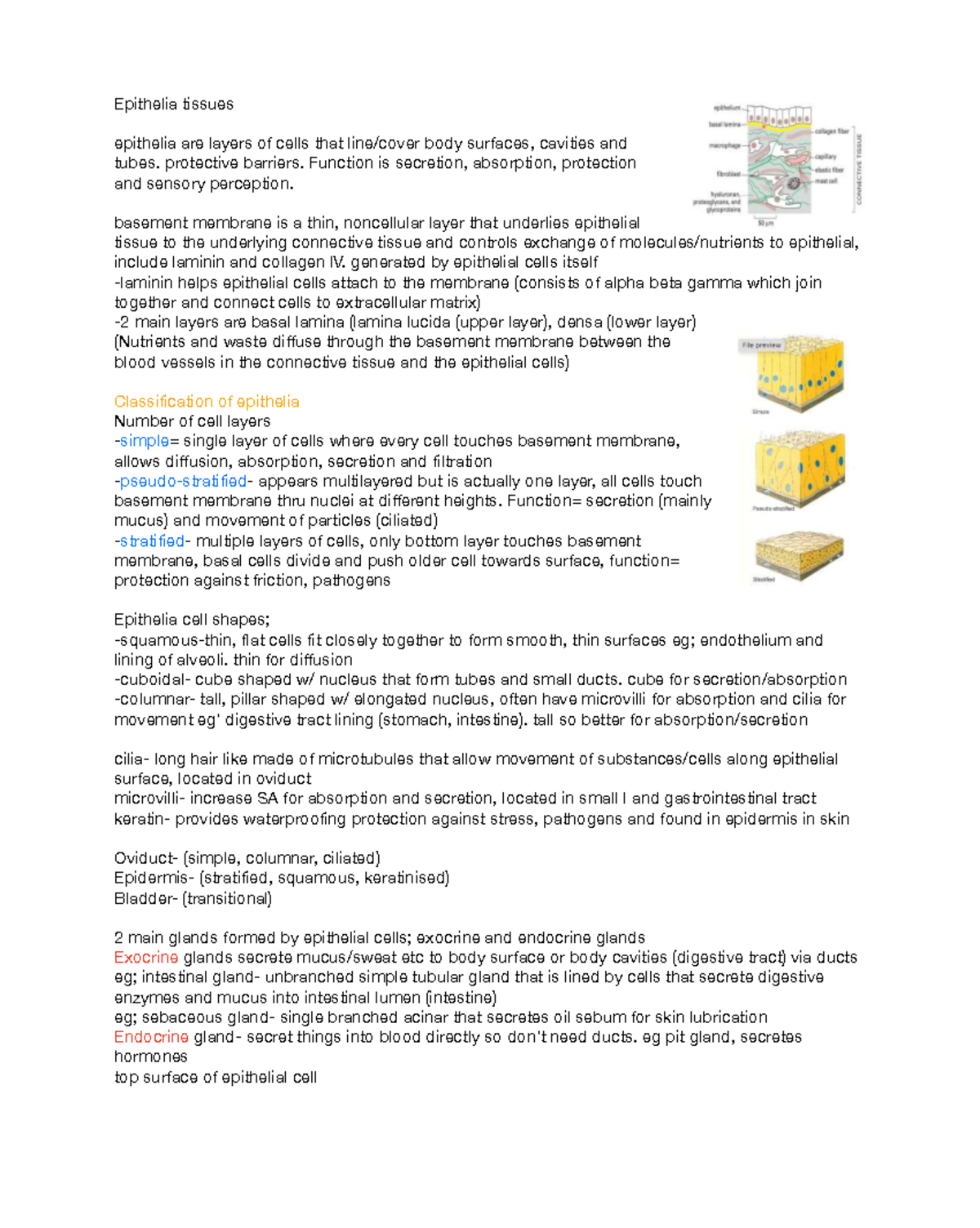 Epithelia Tissue Overview - Course Code: BIO101 - Studocu