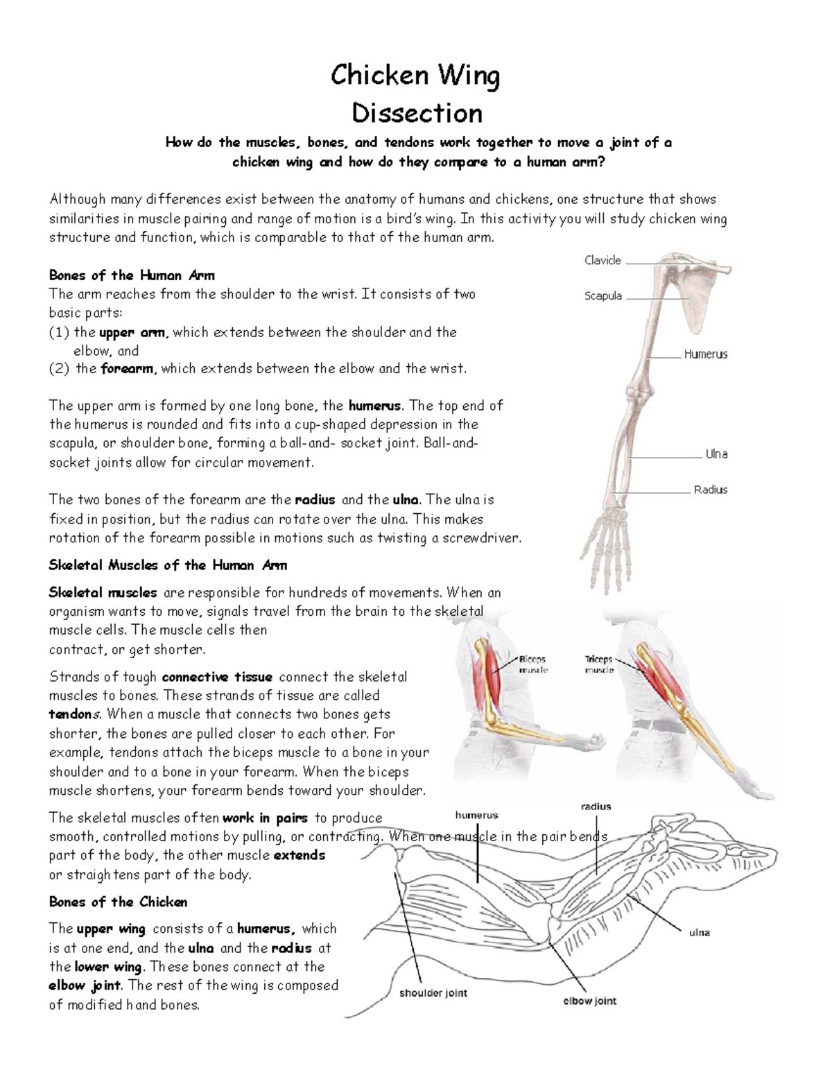 BSC 1010 Chicken Wing Dissection: Anatomy and Movement Comparison - Studocu