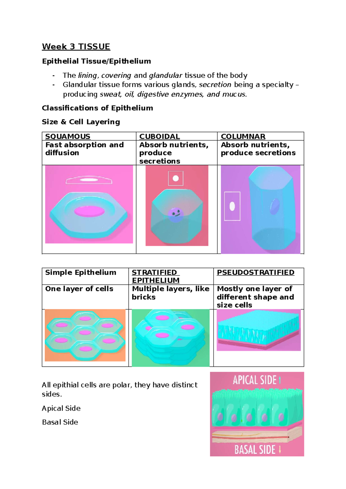Week 3 TISSUE: Epithelial and Connective Tissue Overview - Studocu