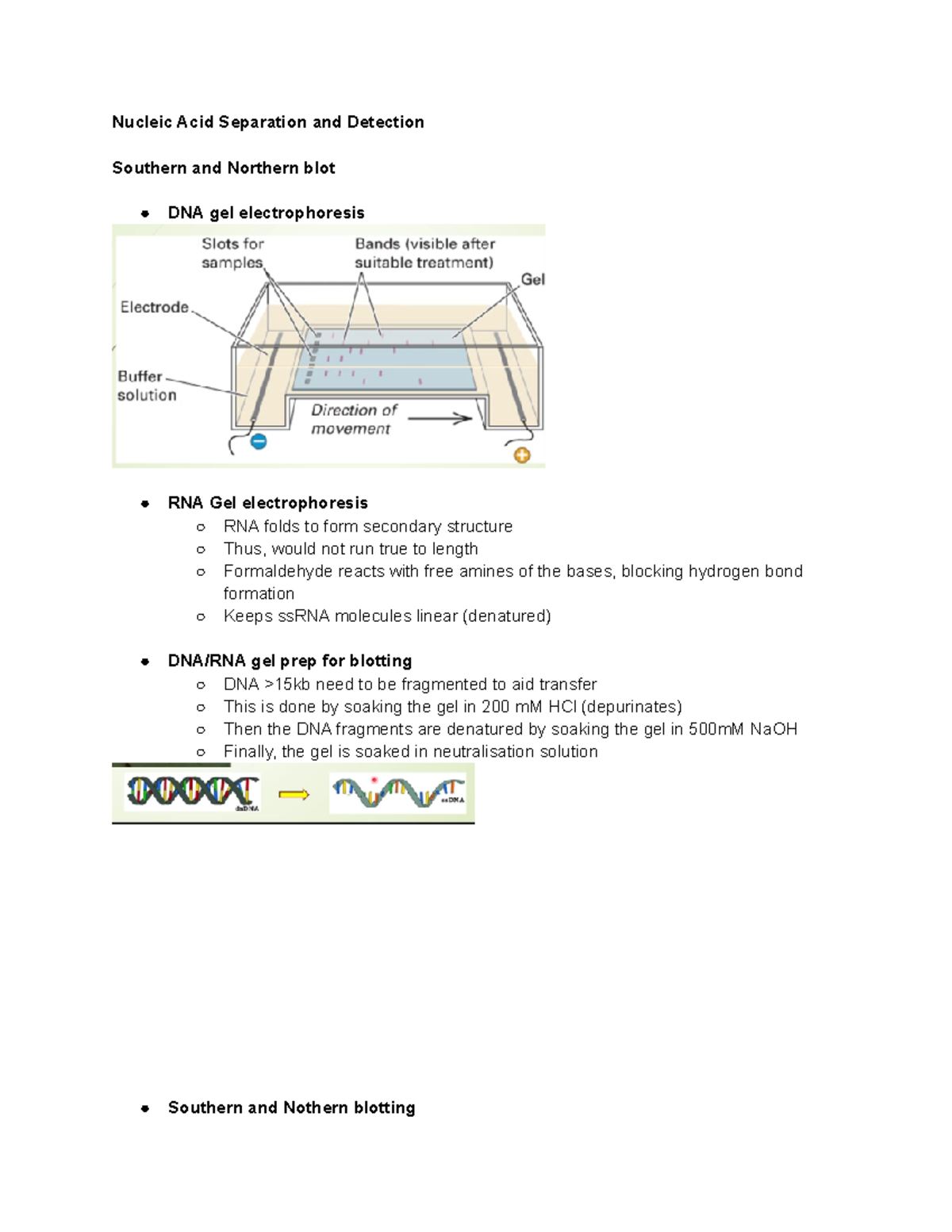 Lecture 8 Nucleic Acid Separation and Detection - Nucleic Acid ...