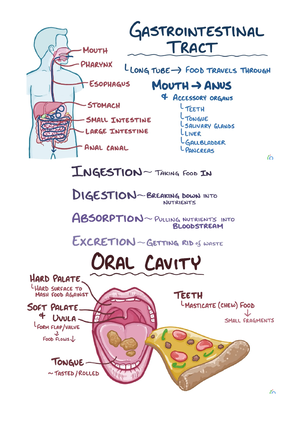 Exercise 27 Anatomy of the Reproductive System - USM - Studocu