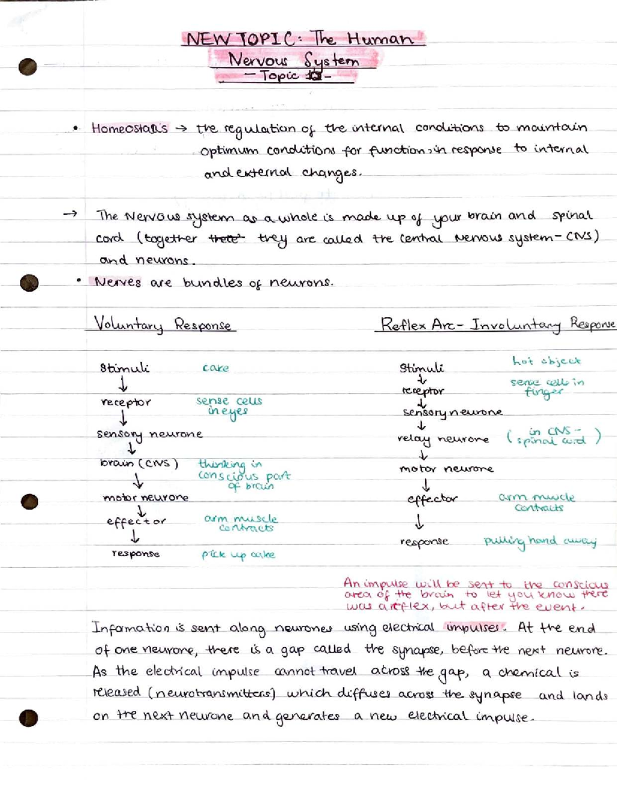 AQA GCSE Combined Science Biology T10 The Human Nervous System - •· 1:1 ...
