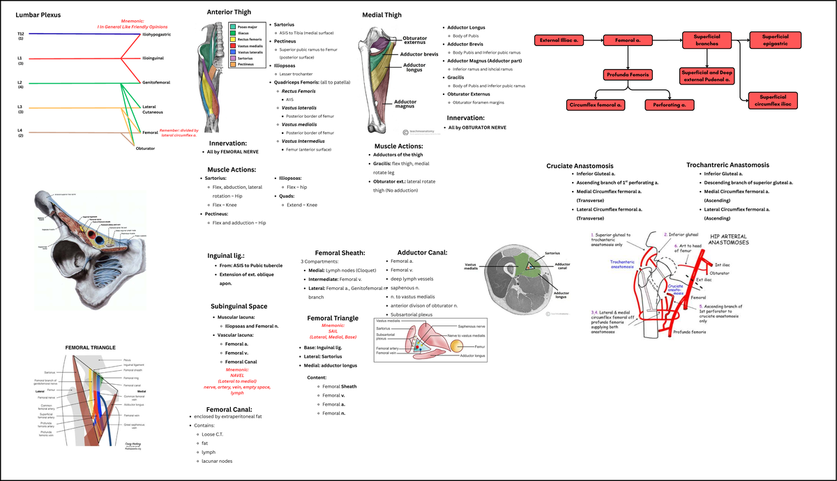 Lumbar Plexus T12: Anteromedial Thigh Mnemonics & Muscle Actions - Studocu