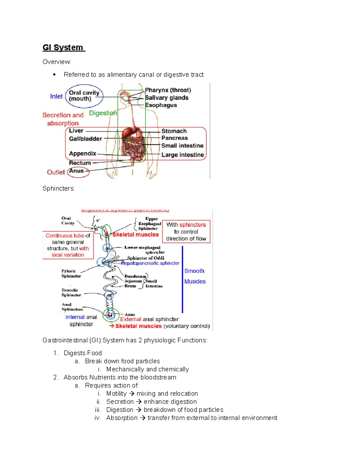 GI System Overview: Functions, Phases, and Digestion Processes - Studocu