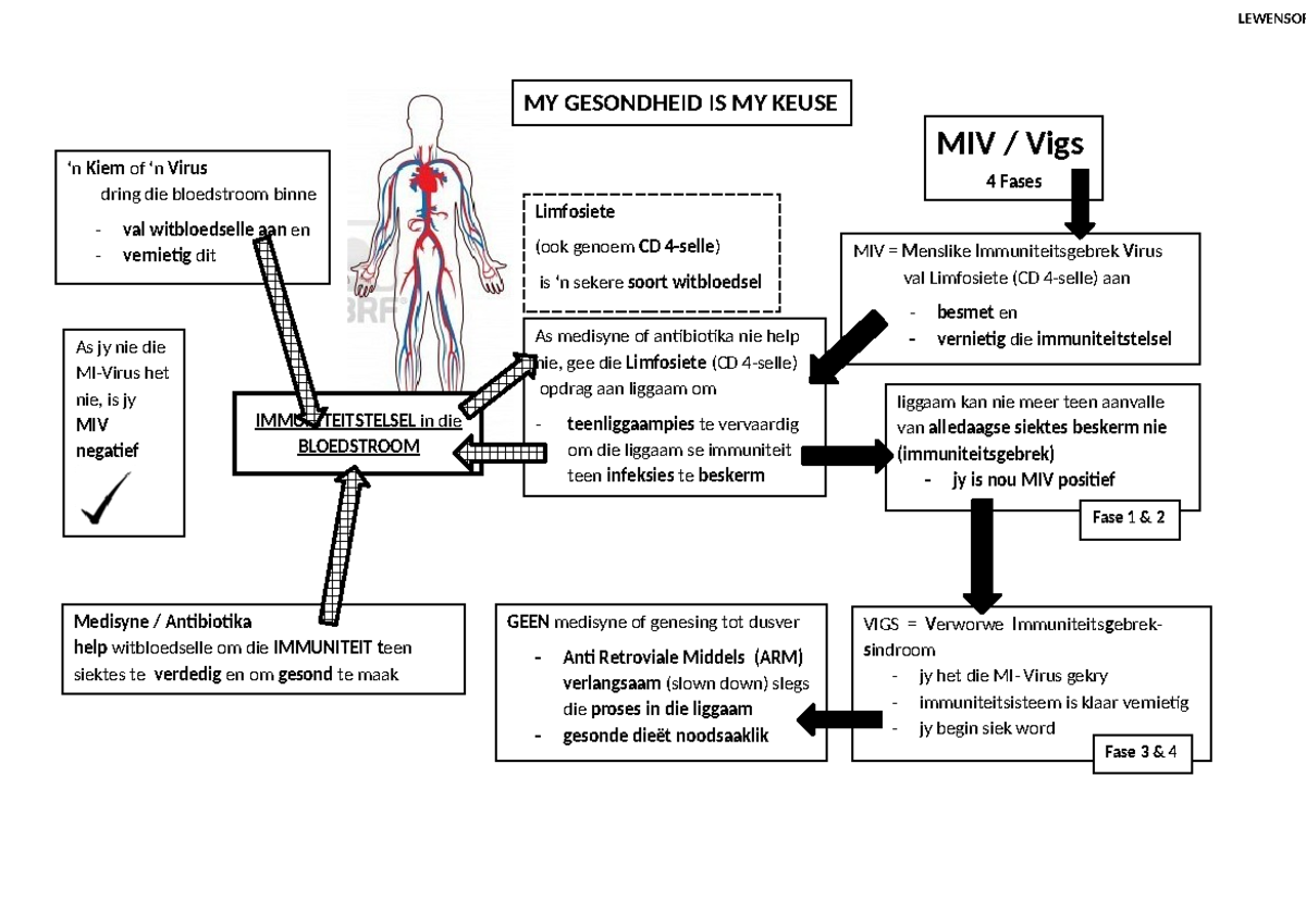 MIV - VIGS: Immuniteitstelsel en die Rol van Limfosiete in Aangedane ...