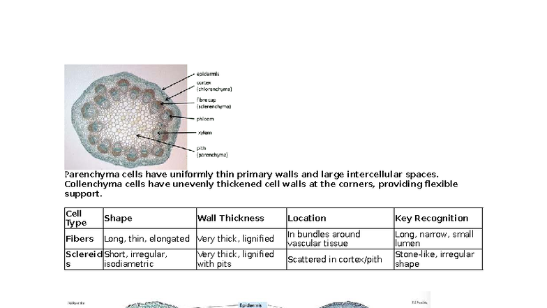 Lab 10 - Plant Cell Types and Root Structures Lecture Notes - Studocu