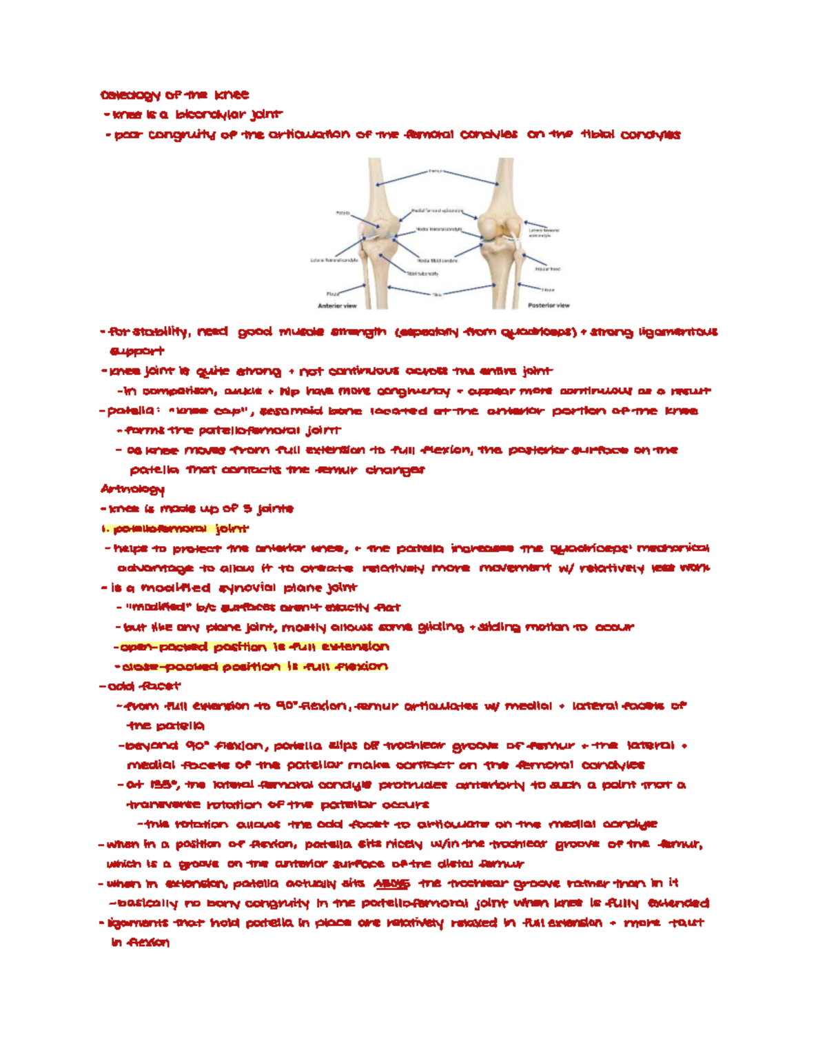 Knee Anatomy and Function: Detailed Overview of Joint Structures and ...