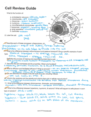 Male+repro+handout - male reproductive handout - 2 78 Anatomy ...