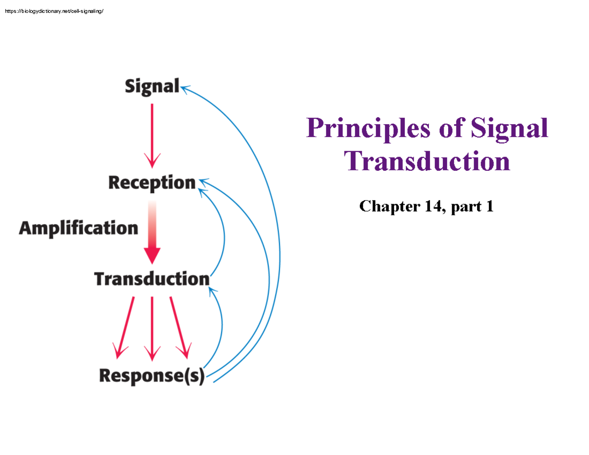 Ch14 Signal Transduction Principles: Key Concepts & Pathways Outline ...