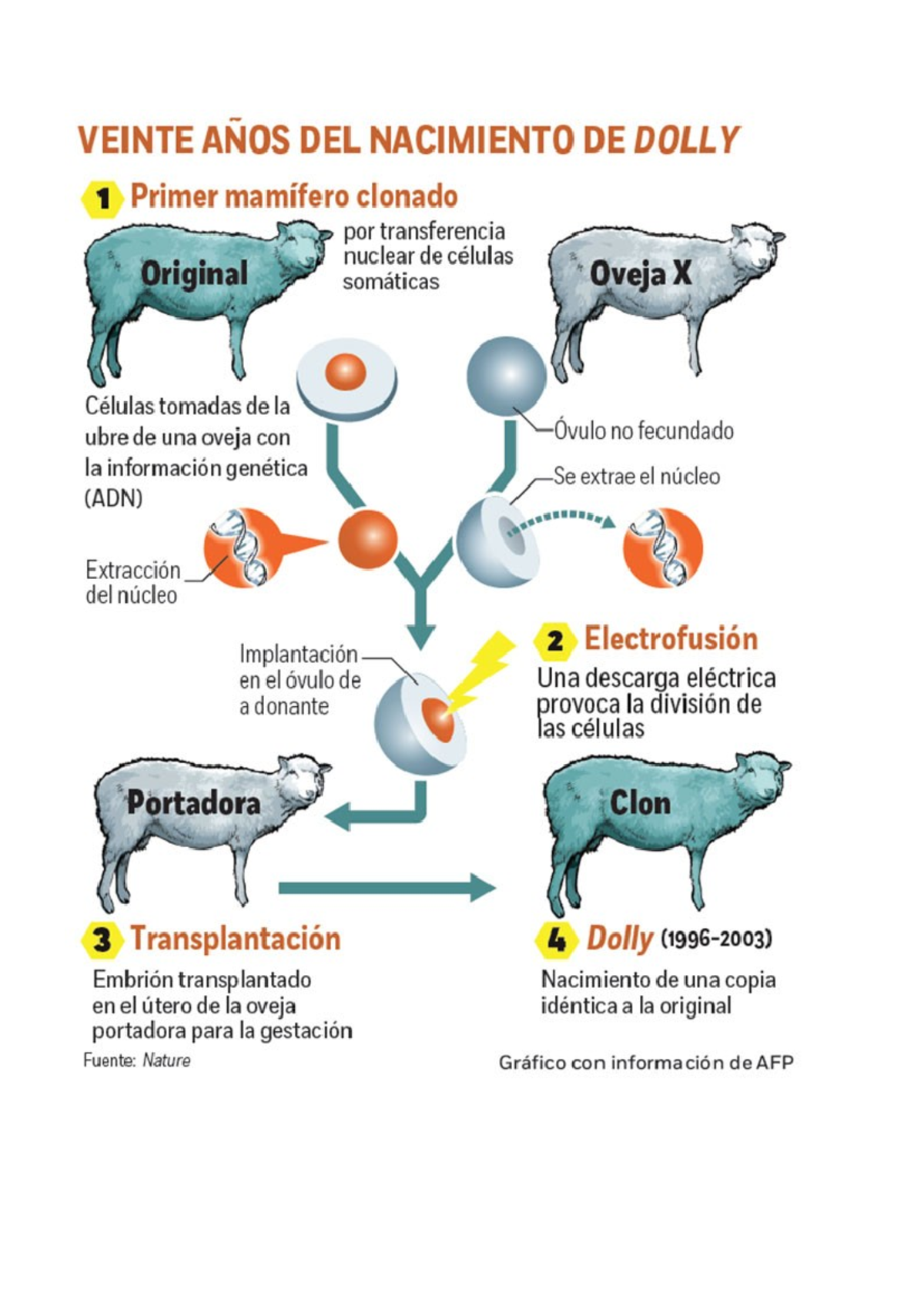 Dolly: 20 Años del Primer Mamífero Clonado por Transferencia Nuclear ...