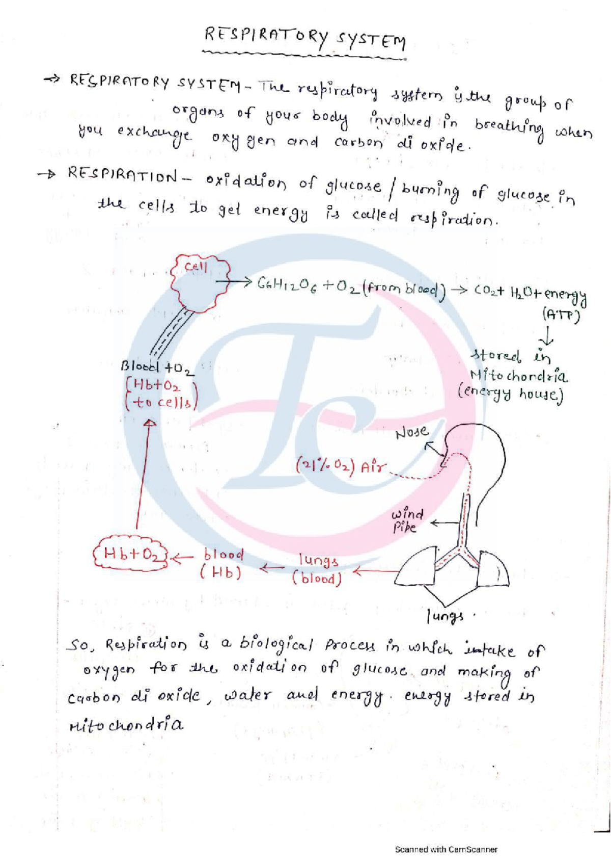 BIOO - Respiratory System Overview and Key Concepts - Studocu