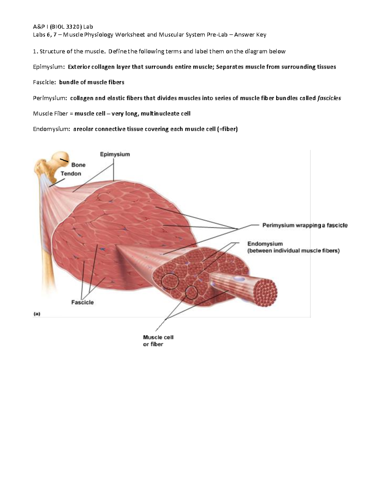 Lab 7 Ans Key - Muscle Physiology +Pre-lab - Labs 6, 7 – Muscle ...