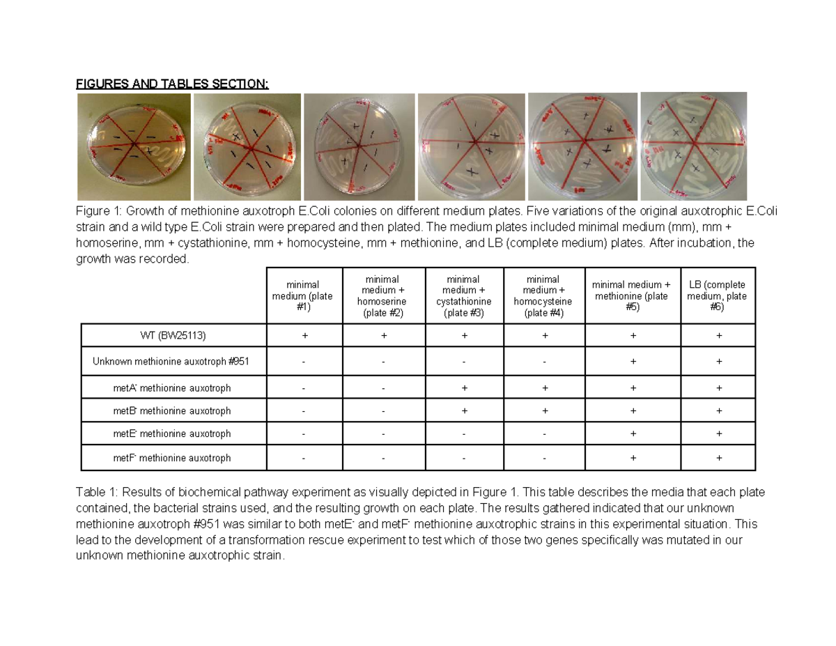 Biol 207 Lab Report: Figures & Tables on E. Coli Growth Analysis - Studocu