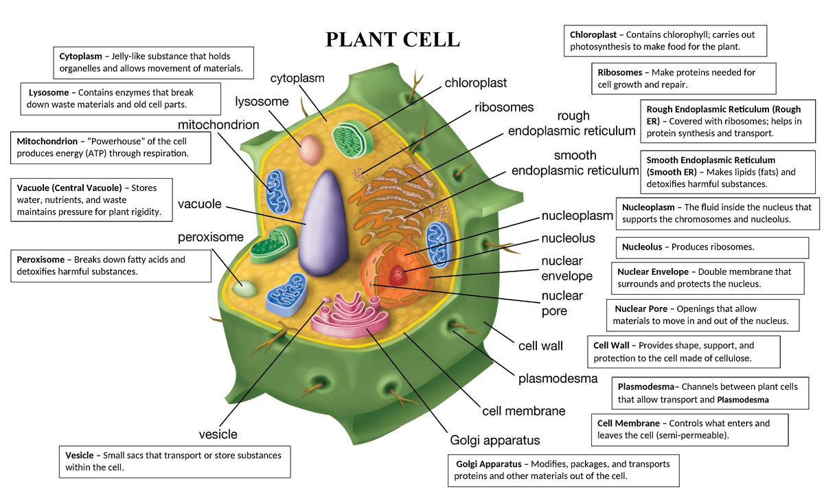 ELSC - Plant Cell Structure and Function Overview - Studocu