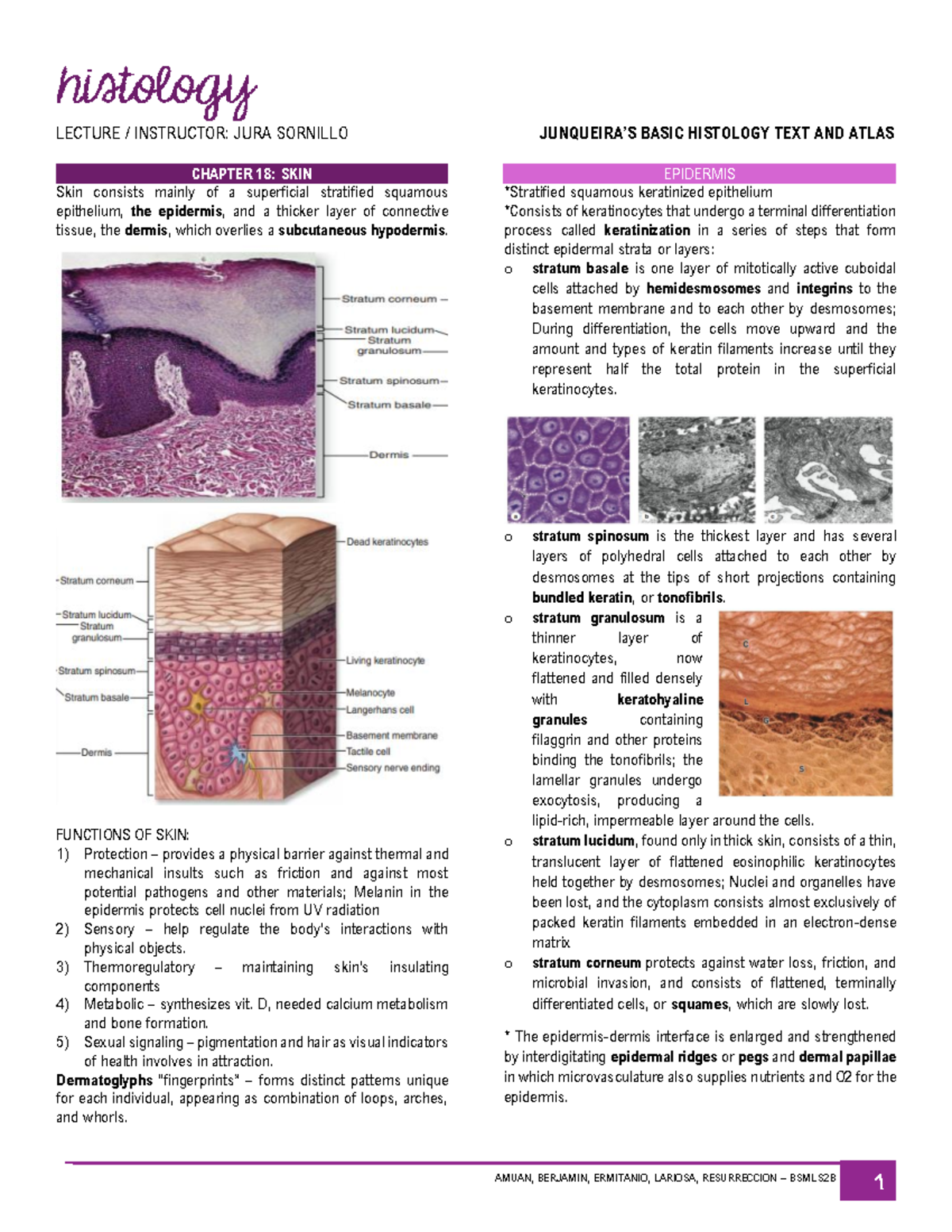 Histology 310: Final Exam Notes on Skin and Urinary System - Studocu