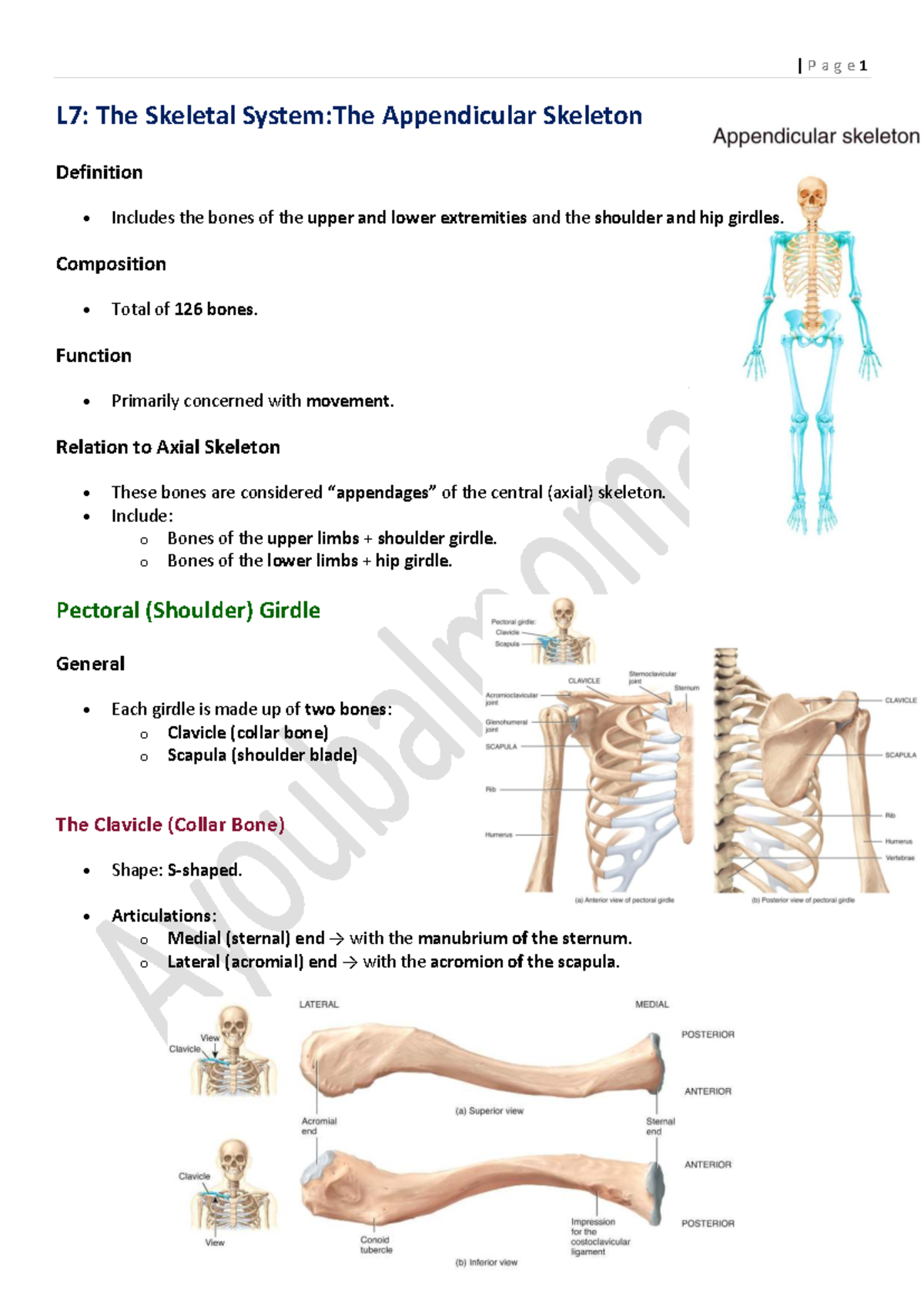 L7: Appendicular Skeleton Overview and Functions - Studocu