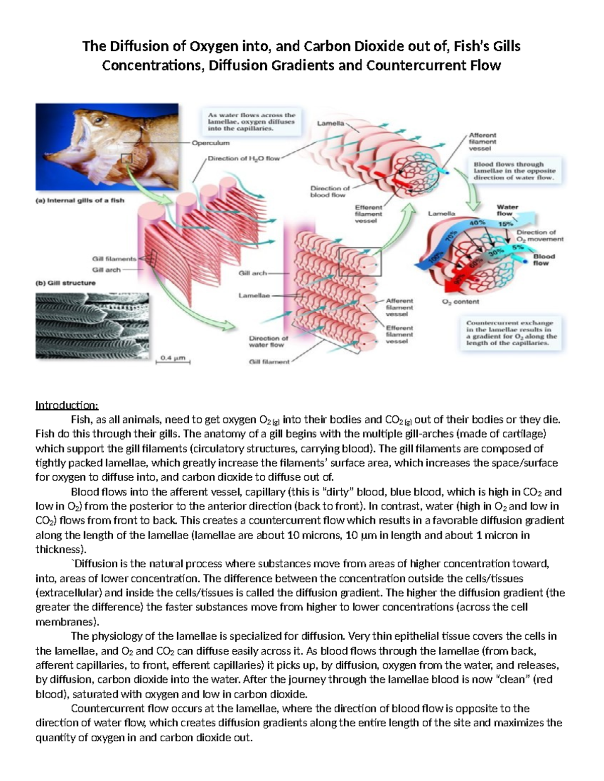 Countercurrent Flow & Diffusion in Fish Gills - Biology SDA - Studocu