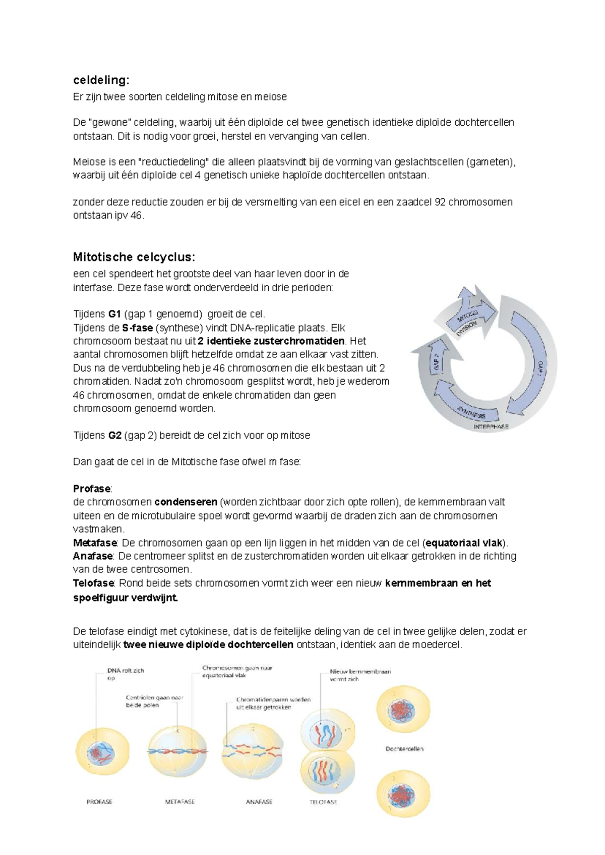 Celdeling: Mitose en Meiose Uitleg en Fasen - Studeersnel
