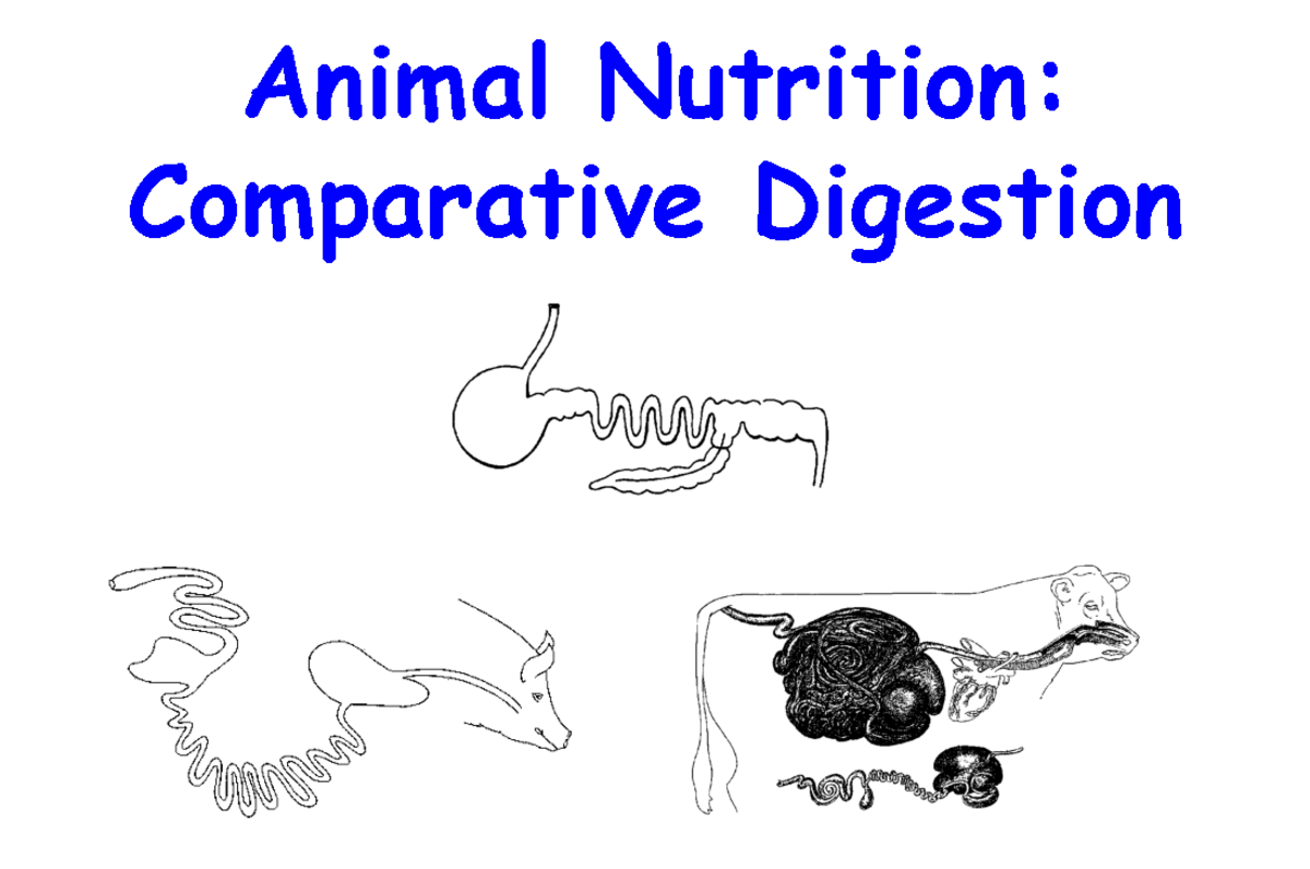 Animal Nutrition: Comparative Digestion & Digestive Systems Overview ...