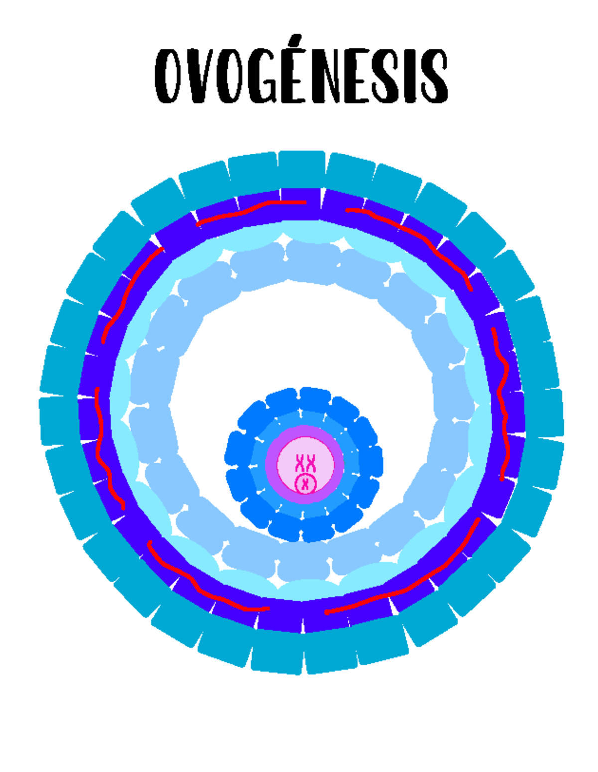 Resumen de Ovogénesis: Proceso Completo y Detalles Clave - Studocu