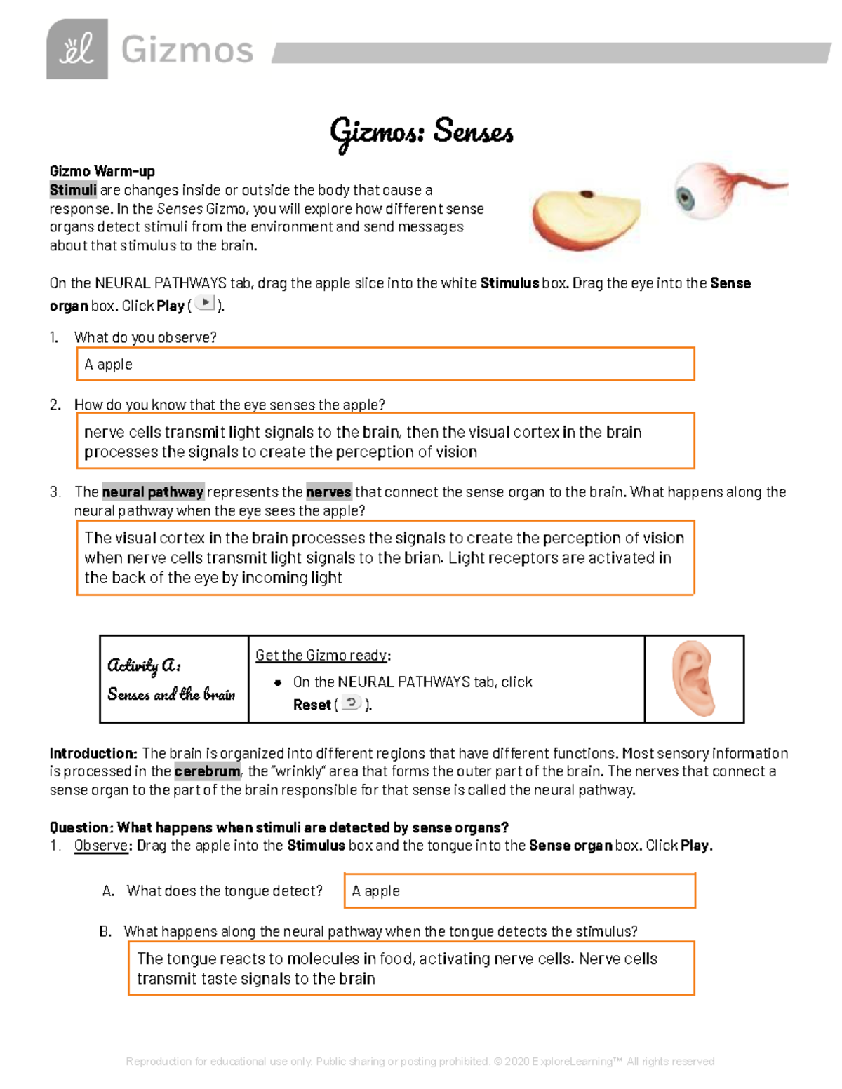 Gizmos Senses Answer Key for Interactive Learning Resources - Studocu