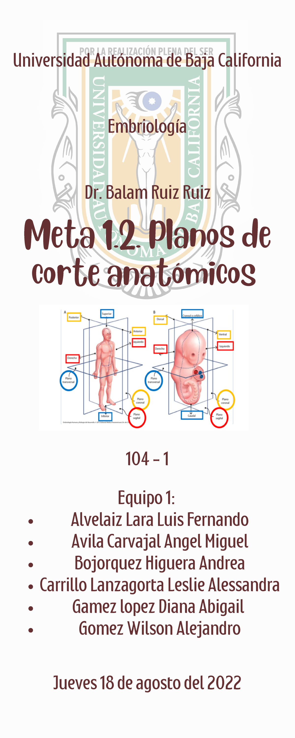 Meta+1 - infografía explicativa de los planos y cortes anatómicos en el ...
