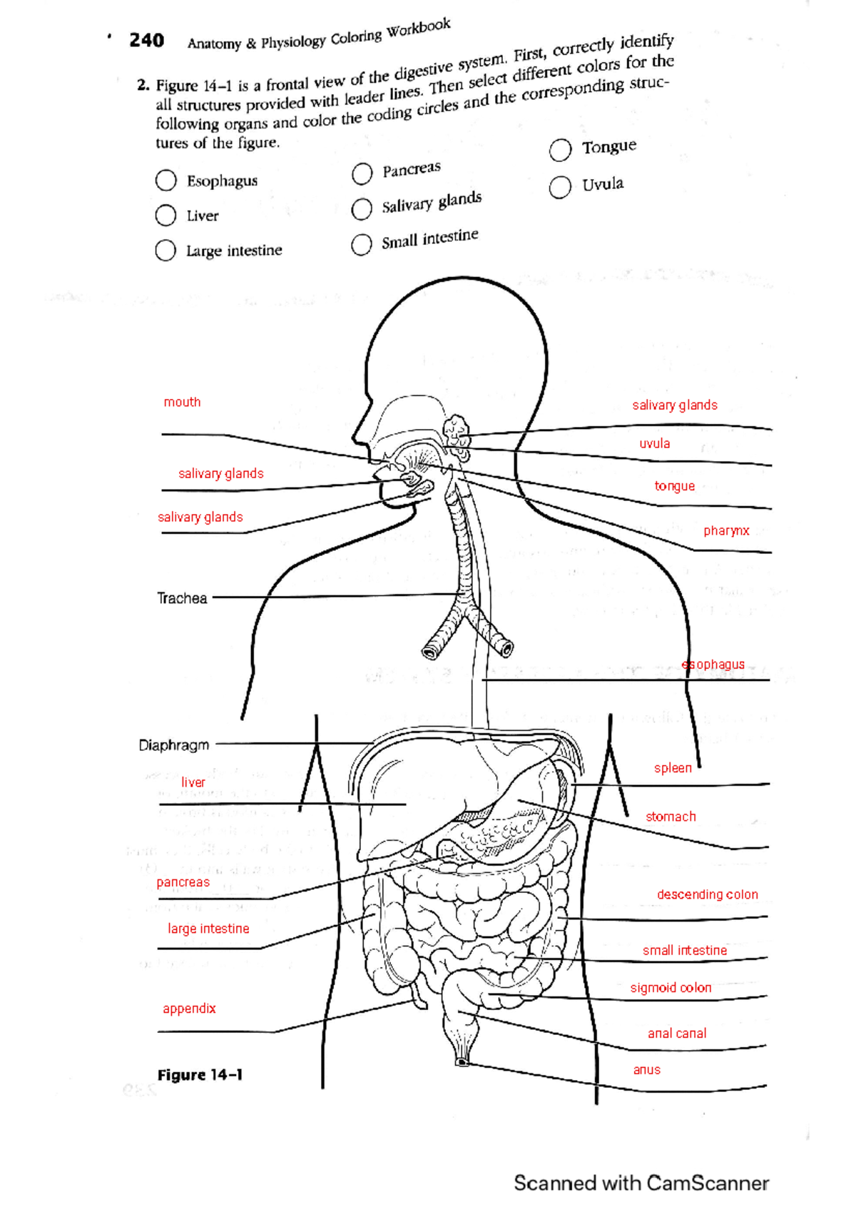 Digestive System Worksheets - Studocu