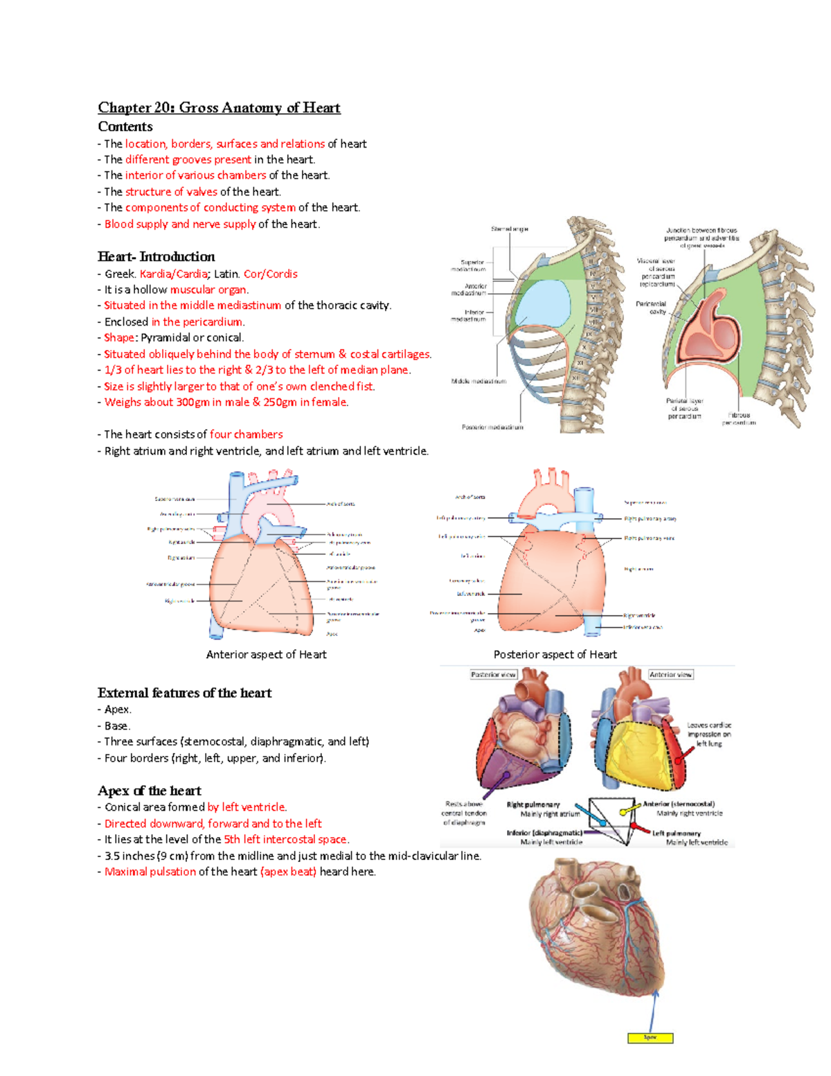 Chapter 20 - Comprehensive Overview of Heart's Gross Anatomy - Studocu