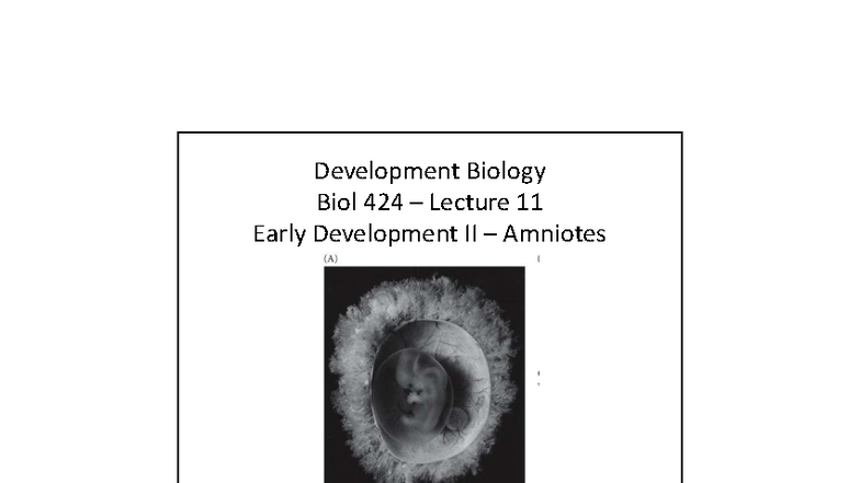 Biol 424 - Lecture 11: Early Development II - Amniotes Overview - Studocu