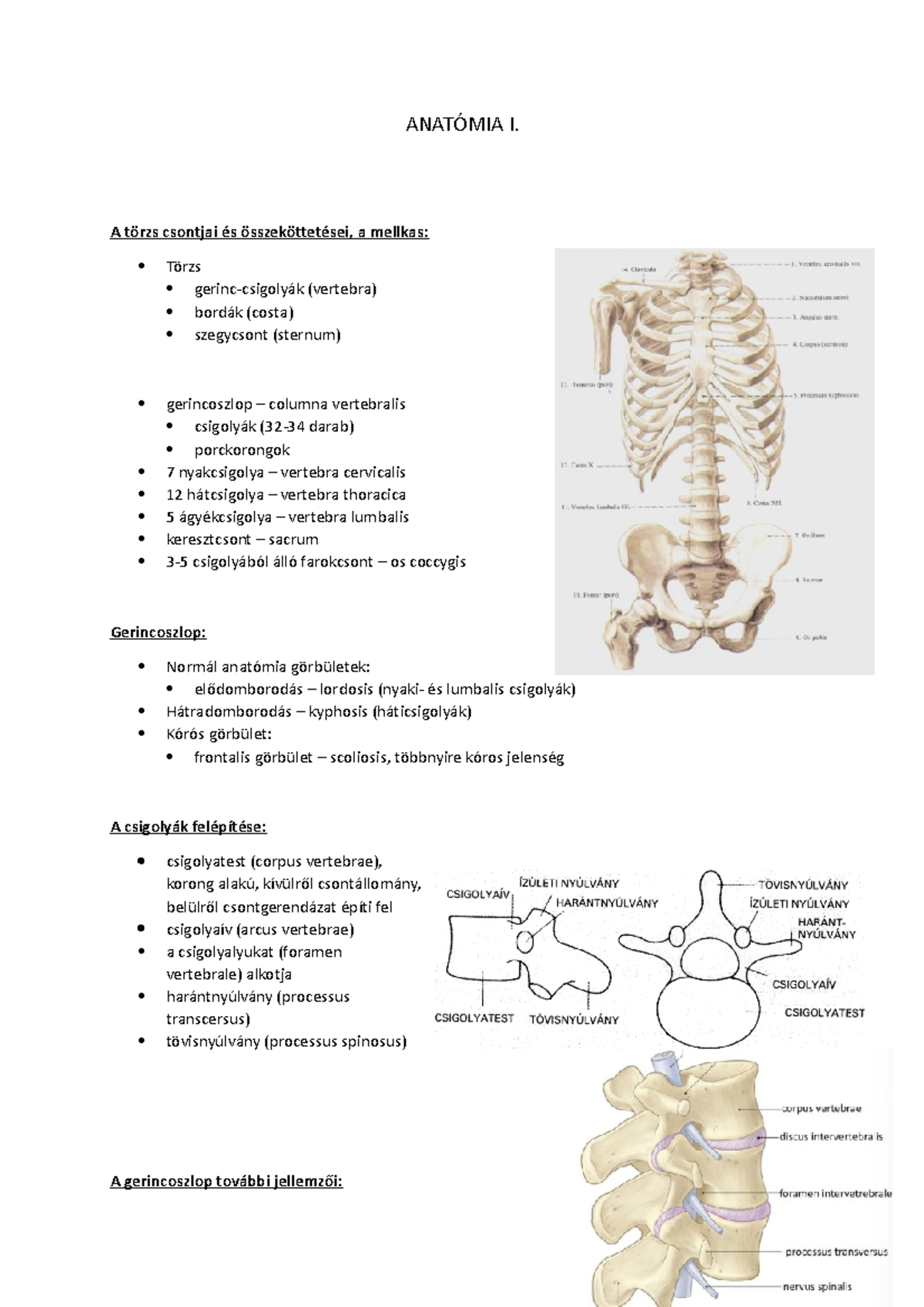 Anatómia I. - Törzs Csontjai és Összeköttetései Áttekintése - Studocu