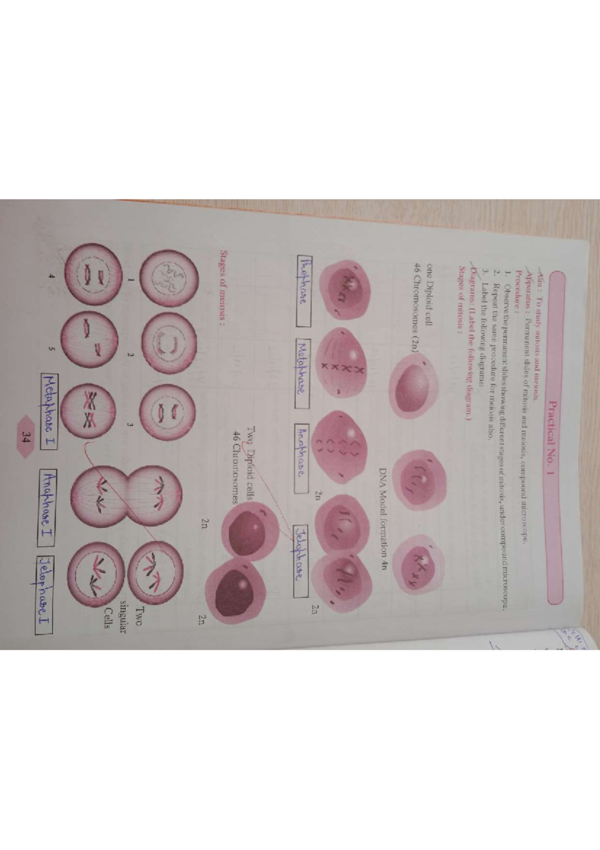 Practical Study of Mitosis, Meiosis, and Reproductive Systems (BIO101 ...