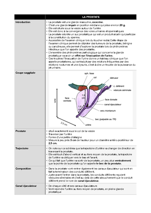 Tableau des Muscles du Membre Inférieur - Anatomie et Fonctions - Studocu