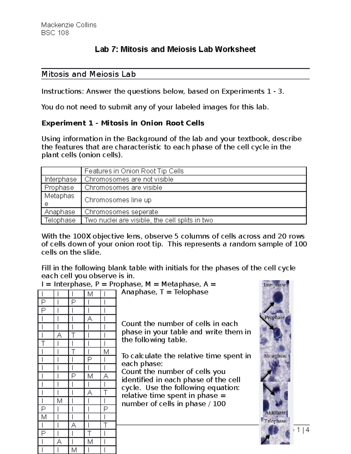 Lab 7 Mitosis Meiosis Lab Worksheet - BSC 108 Lab 7: Mitosis and Meiosis Lab Worksheet Mitosis ...