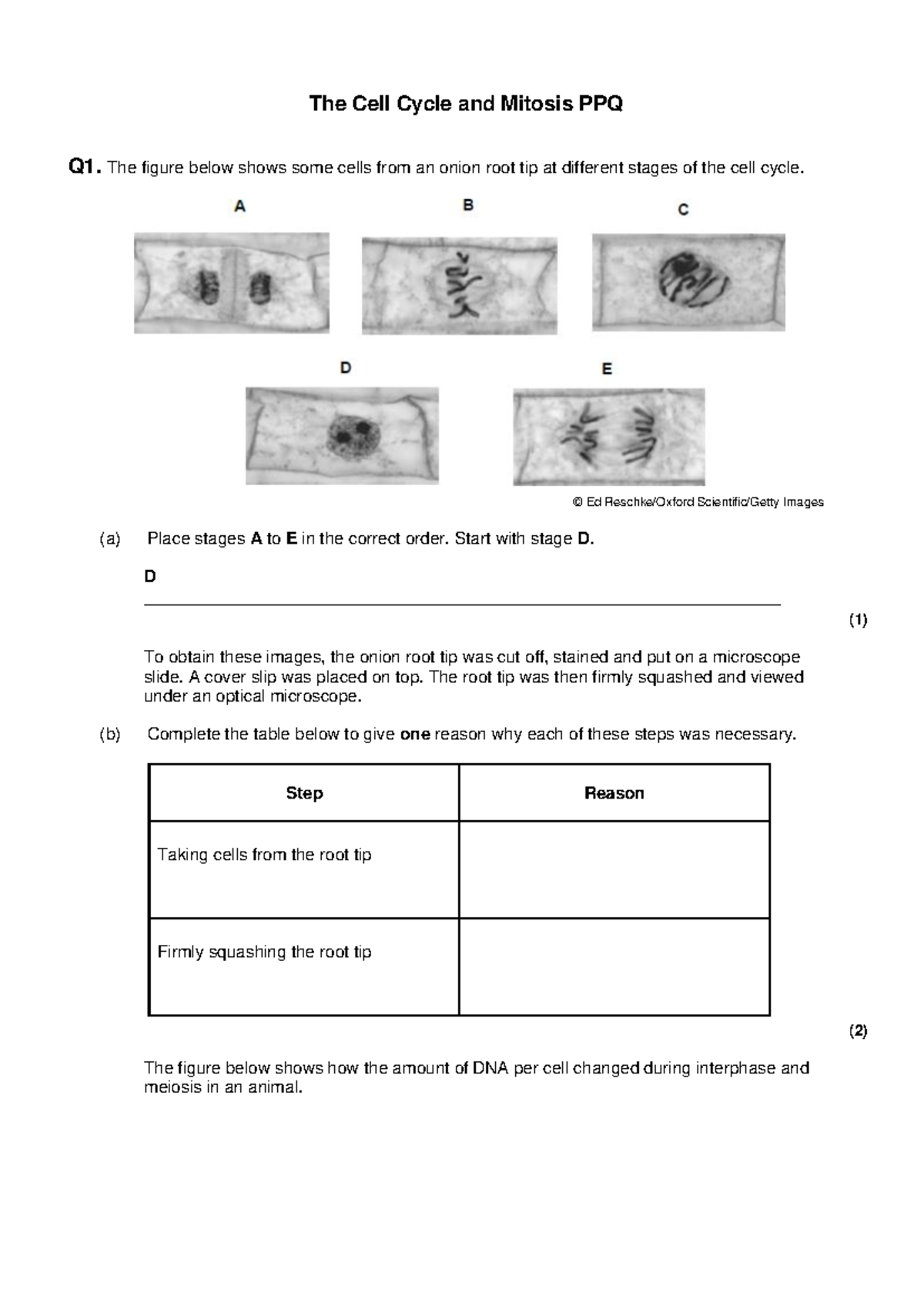 Cell Cycle and Mitosis PPQ - Detailed Analysis and Questions - Studocu