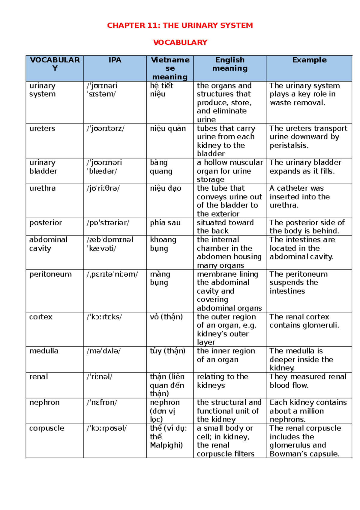 CHAPTER 11: URINARY SYSTEM VOCABULARY & MEANINGS - Studocu