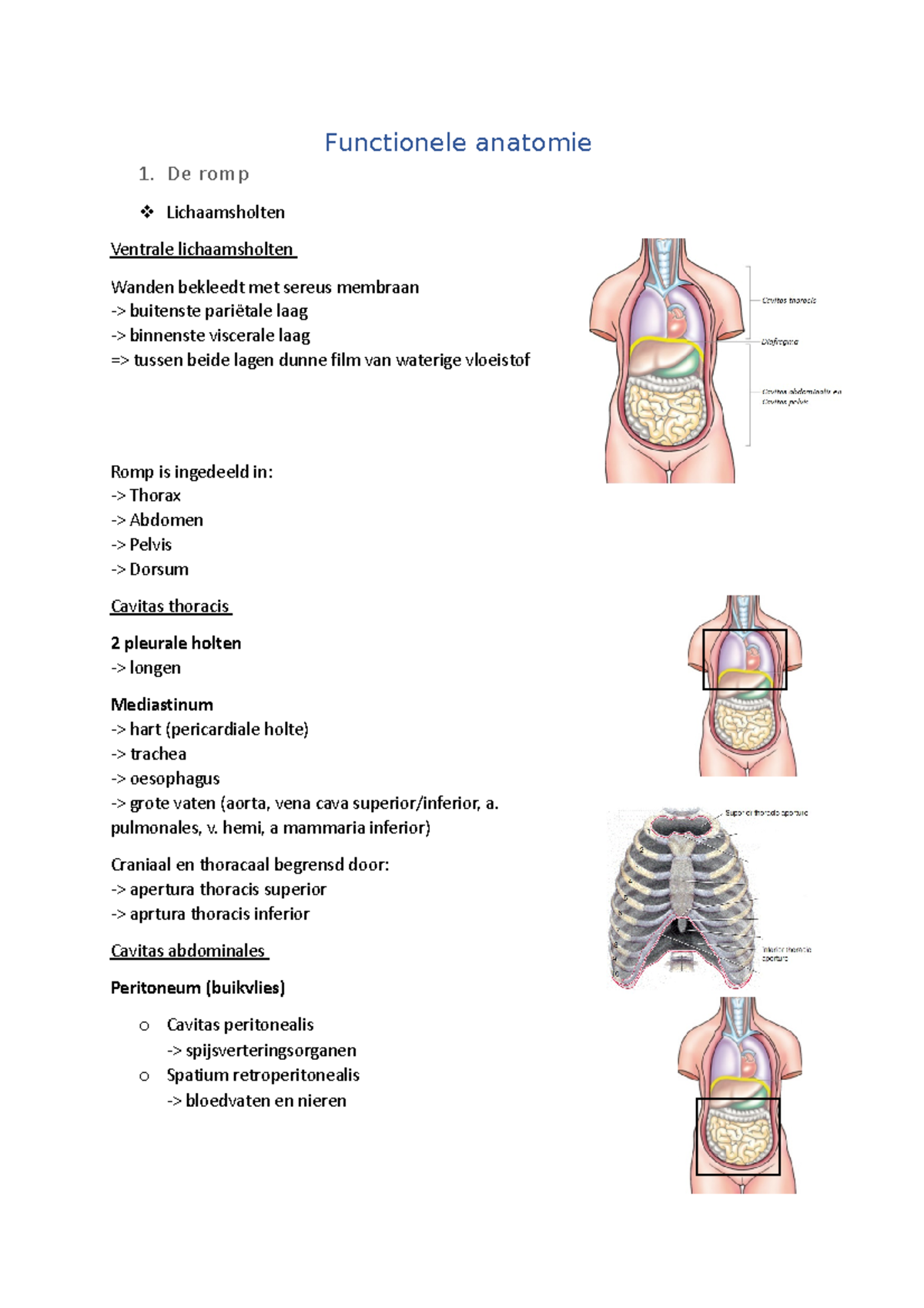 De romp - schijf 2 functionele anatomie: de romp - Functionele anatomie 1. De romp ...