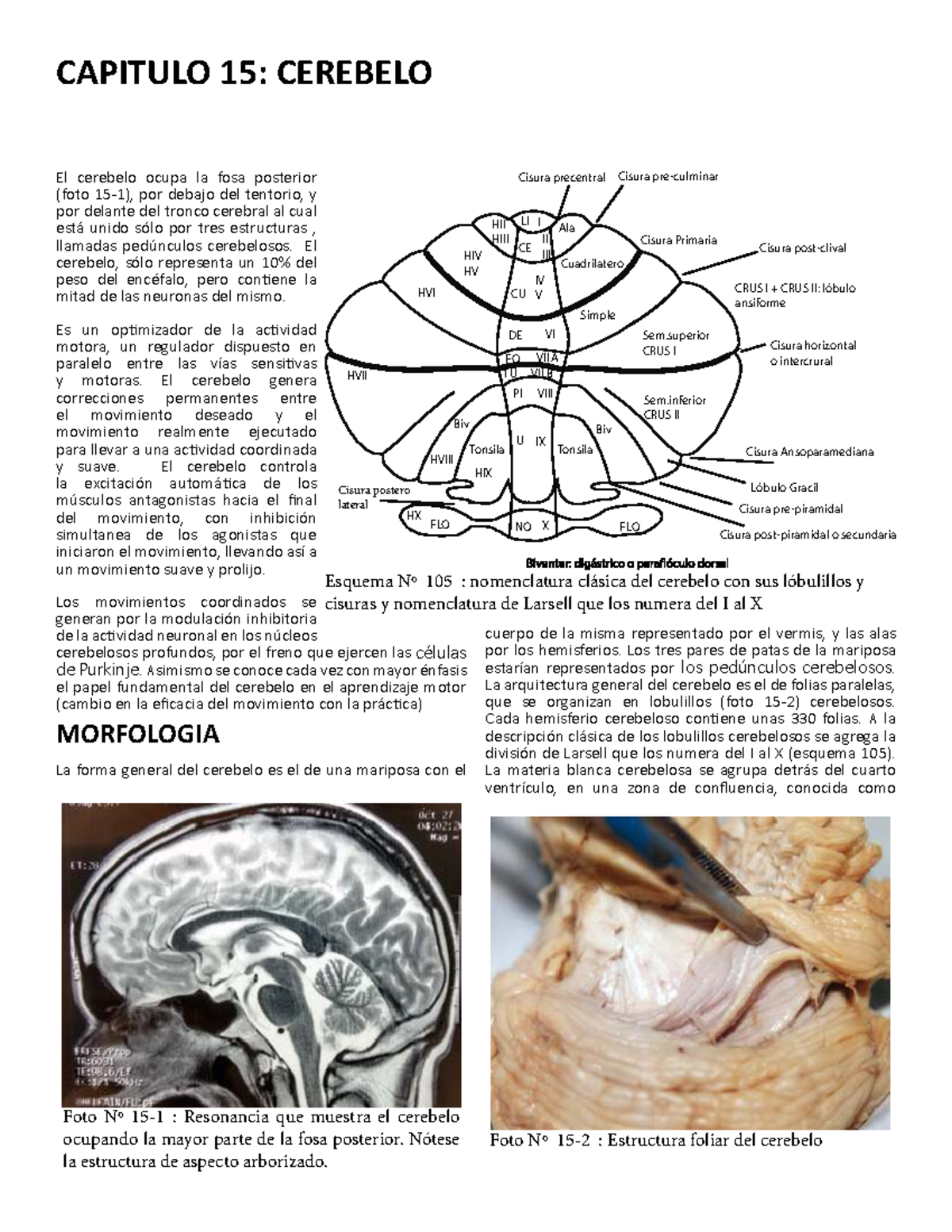 CAPITULO 15: CEREBELO Y SU MORFOLOGÍA EN VENTRICULO LATERAL - Studocu