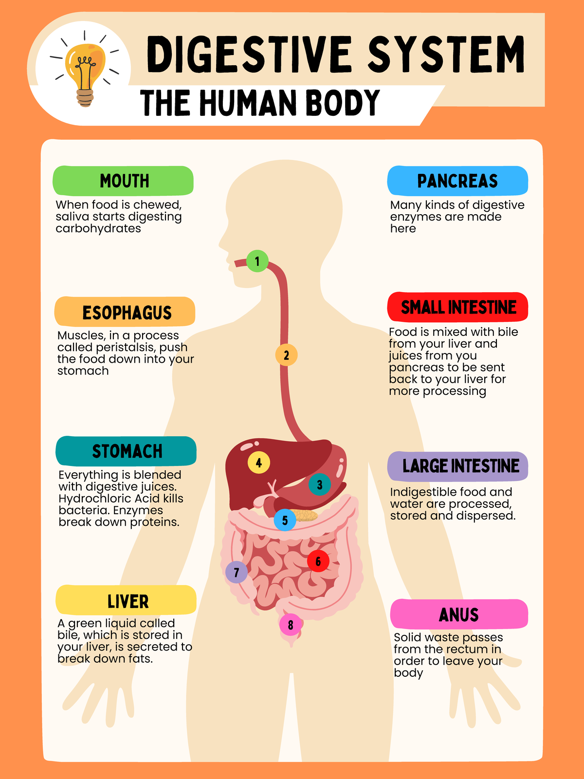 DIGESTIVE SYSTEM: HUMAN BODY OVERVIEW (SCIENCE POSTER) - Studocu