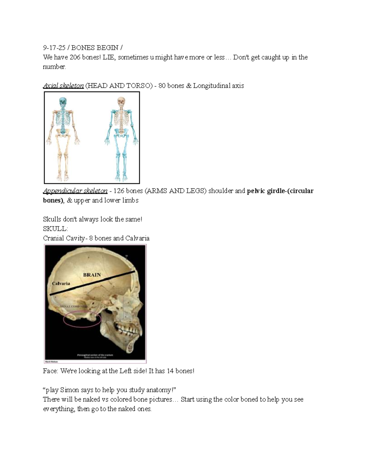 ANAT 101: Appendicular Anatomy - Upper Limb Joints & Bones Study Guide ...