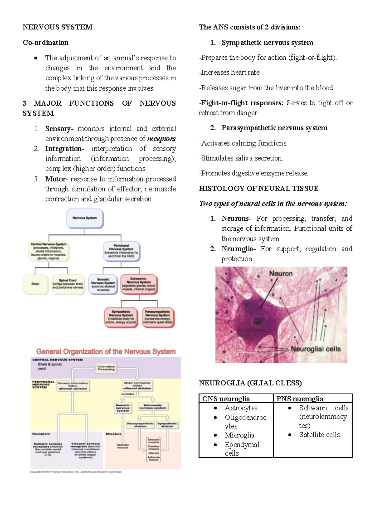 Nervous- System - 1st sem vet anat embryology transes - NERVOUS SYSTEM ...
