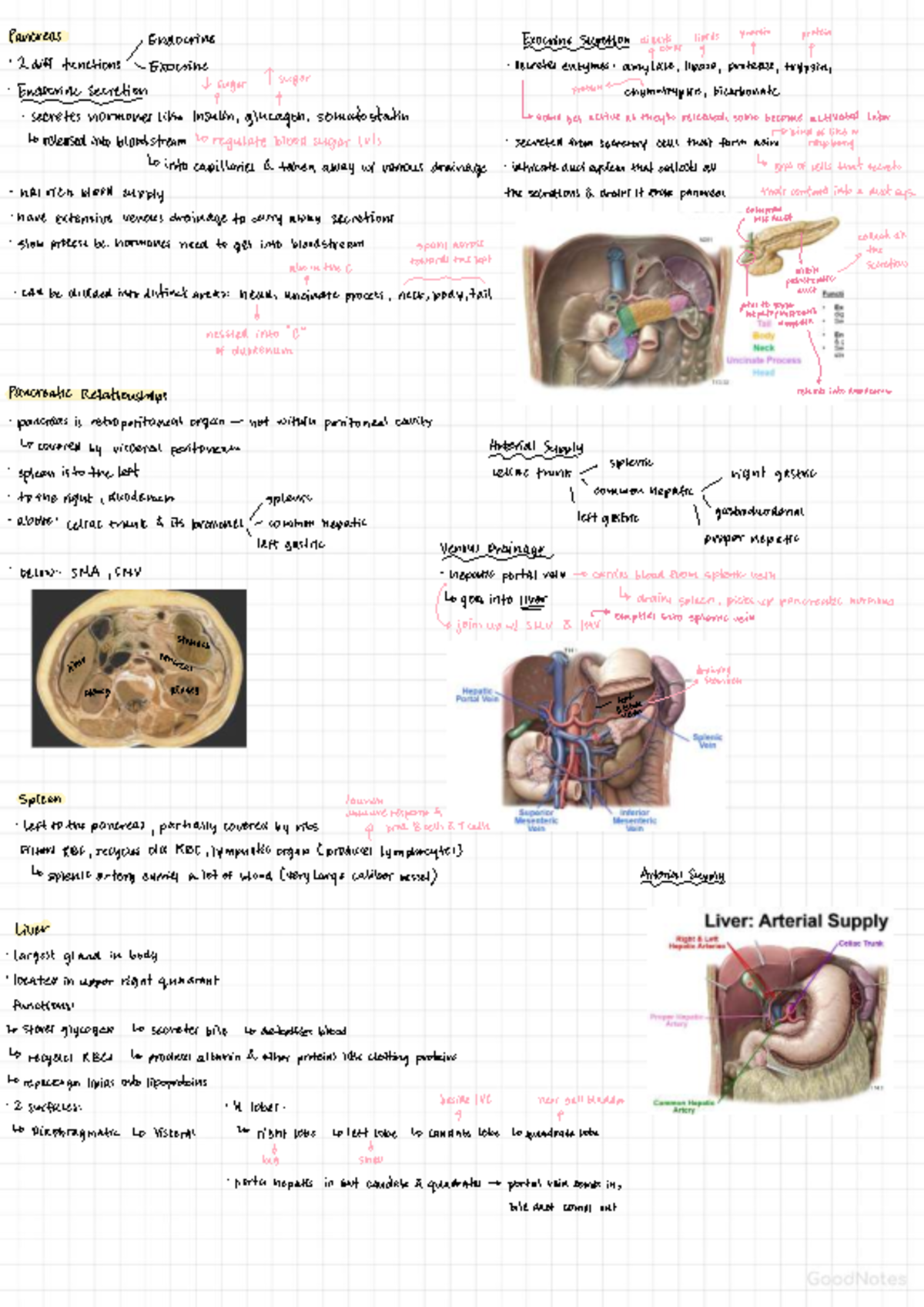 Digestive System IV: Pancreas Functions & Hormonal Regulation - Studocu