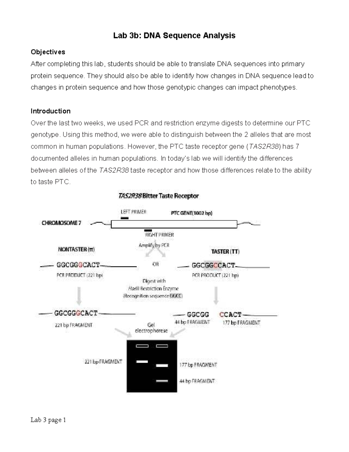 Lab 03b: DNA Sequence Analysis of PTC Alleles and Mutations - Studocu