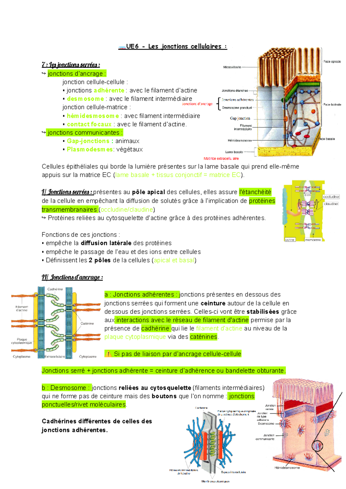 🧫UE6 - Les jonctions cellulaires - ↪ jonctions communicantes : Gap ...