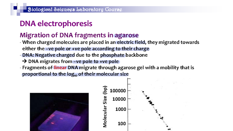 BIOL2103 Final Exam Notes: DNA Electrophoresis & Restriction Enzymes ...