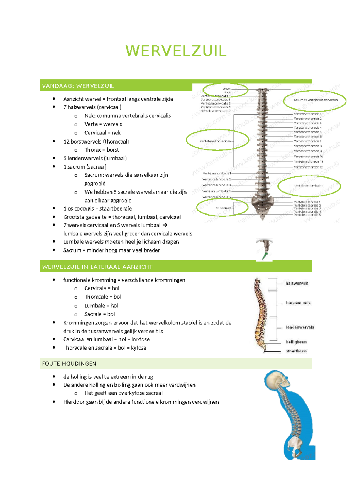 2. wervelzuil - Samenvatting Functionele anatomie en fysiologie 1 ...