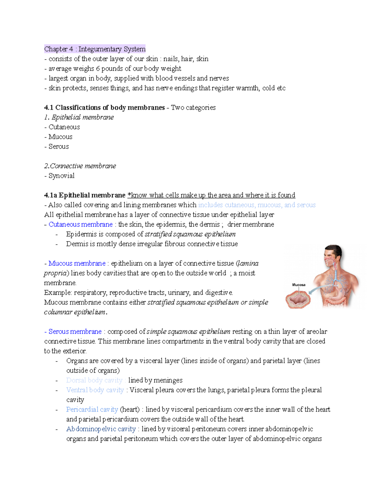 Chapter - 4 Integumentary System - Chapter 4 : Integumentary System ...