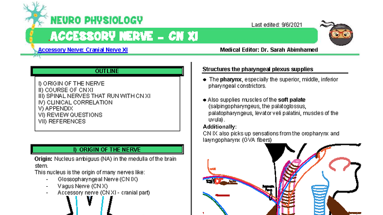 CN XI Accessory Nerve: Anatomy, Course, and Clinical Correlation - Studocu